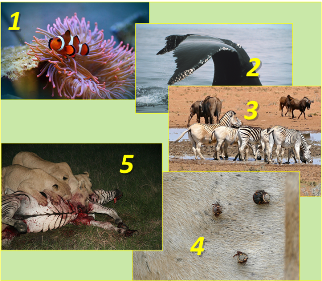 Worlds Within Worlds 30 — What Is Symbiosis | Macy Afterlife: The Beacon